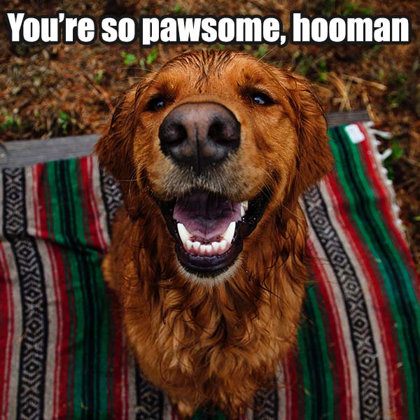 Super Pumpkin: The Fun Kind of Healthy! - Awesome Pawsome Pet Treats